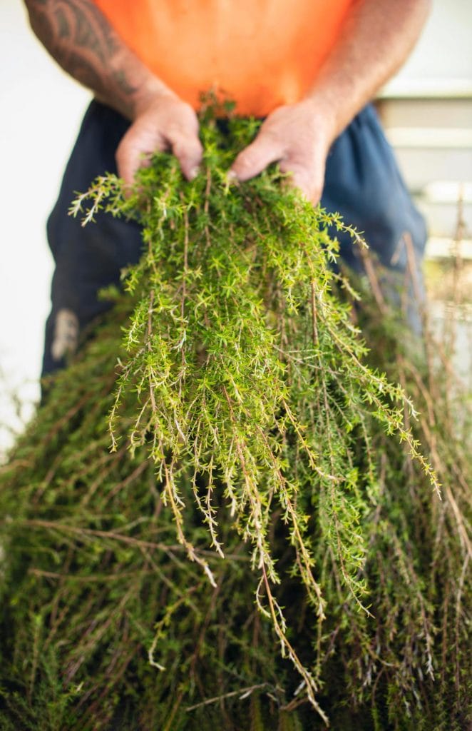 Expert Dr Suki Harding is unlocking the benefits of our native mānuka ...