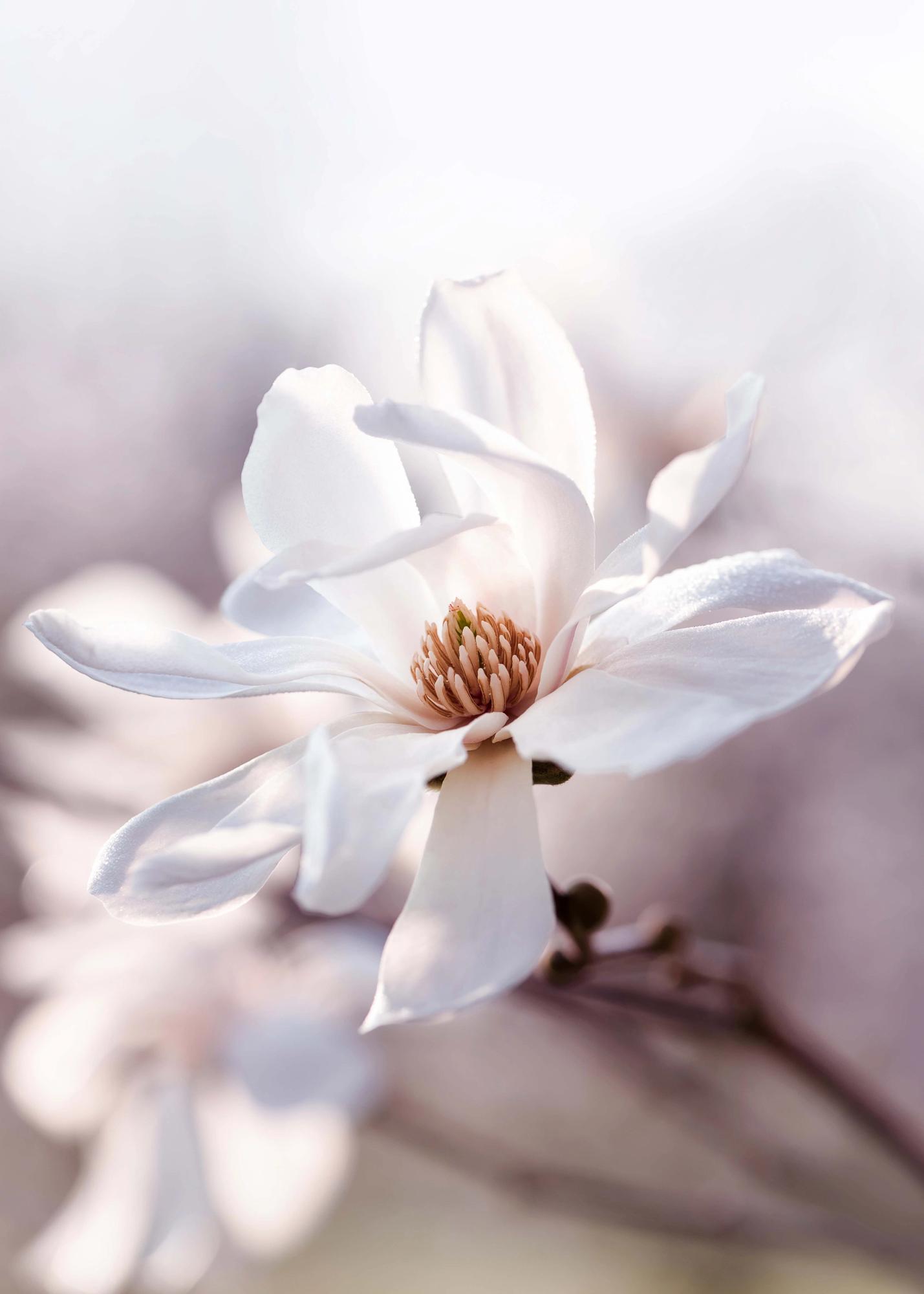 Magnolia moment: Your guide to magnolia trees, flowers and planting ...