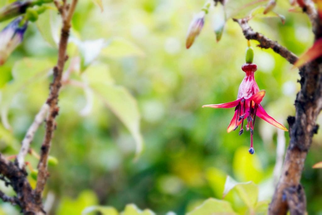 Turn your garden into a haven for native wildlife with these planting ...
