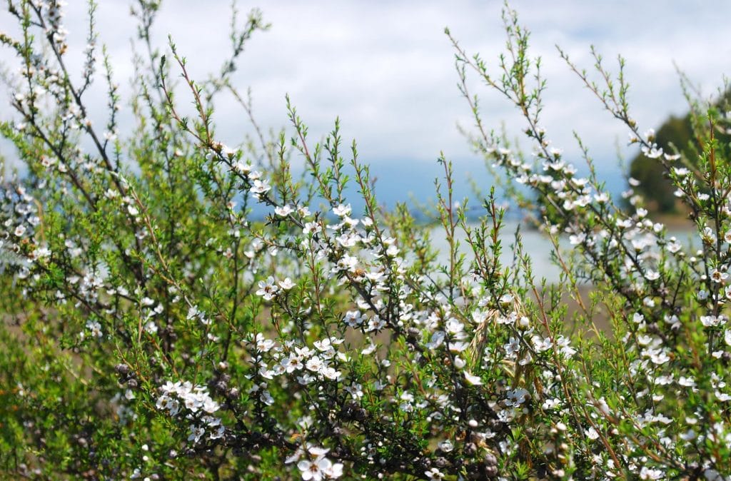 Expert Dr Suki Harding is unlocking the benefits of our native mānuka ...
