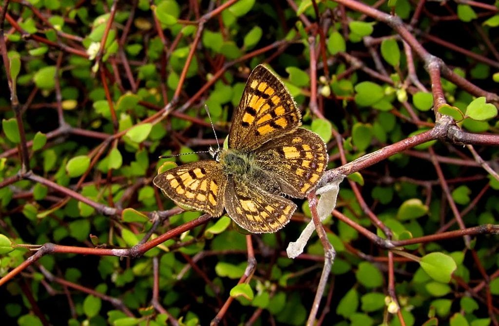 Turn your garden into a haven for native wildlife with these planting ...