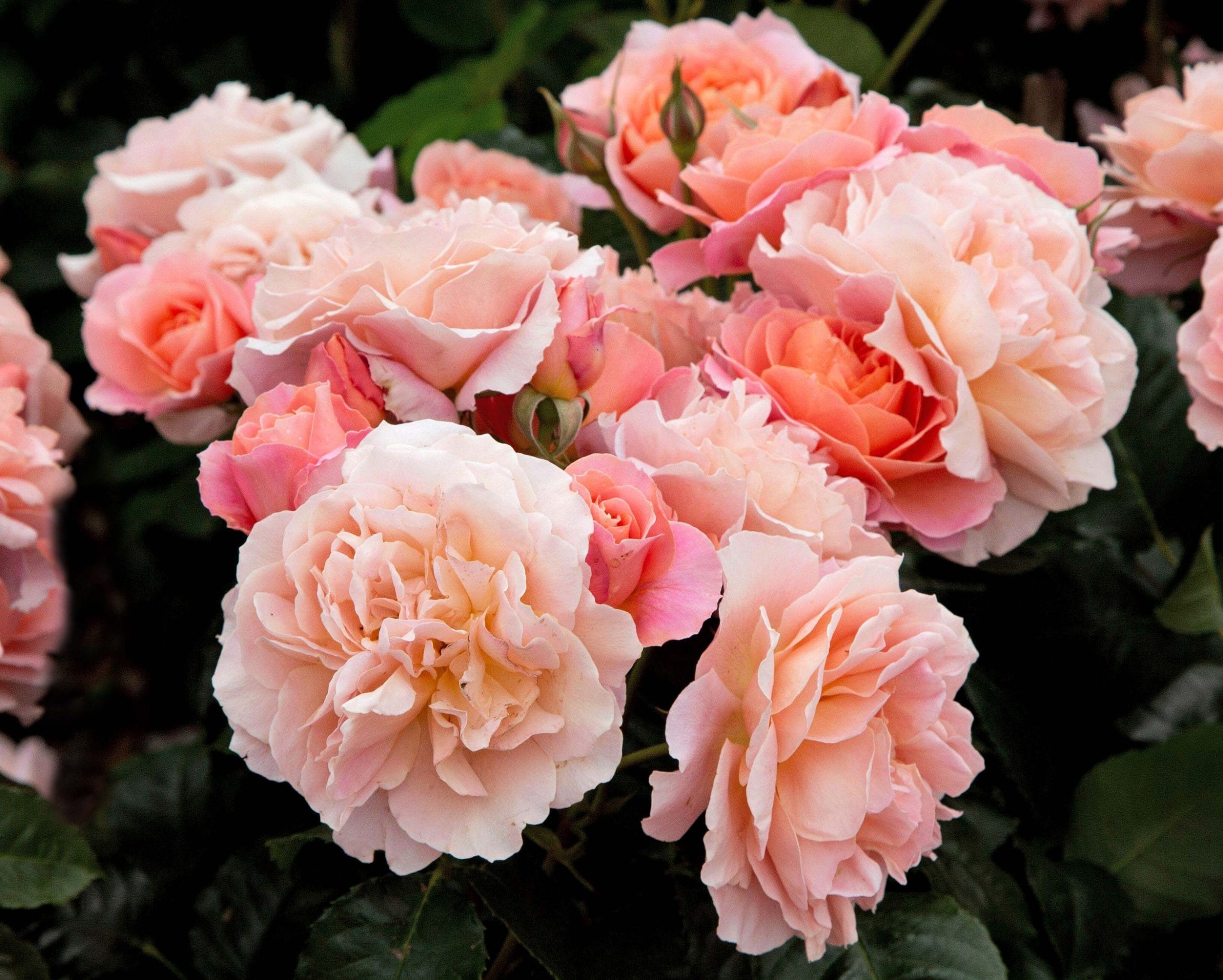 A gardening expert's guide to rose varieties - WOMAN