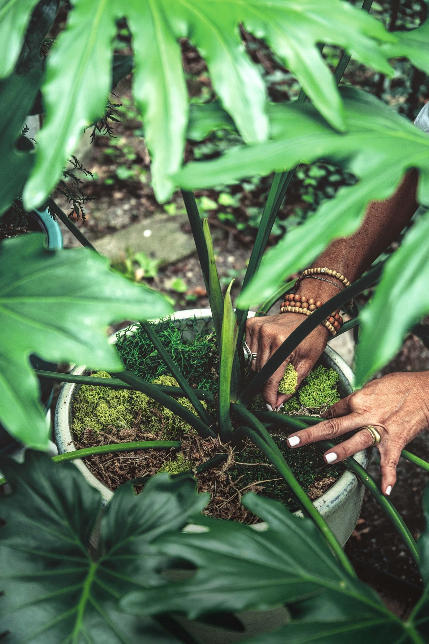 Secrets of a plant stylist - How to style the top of the pot - WOMAN