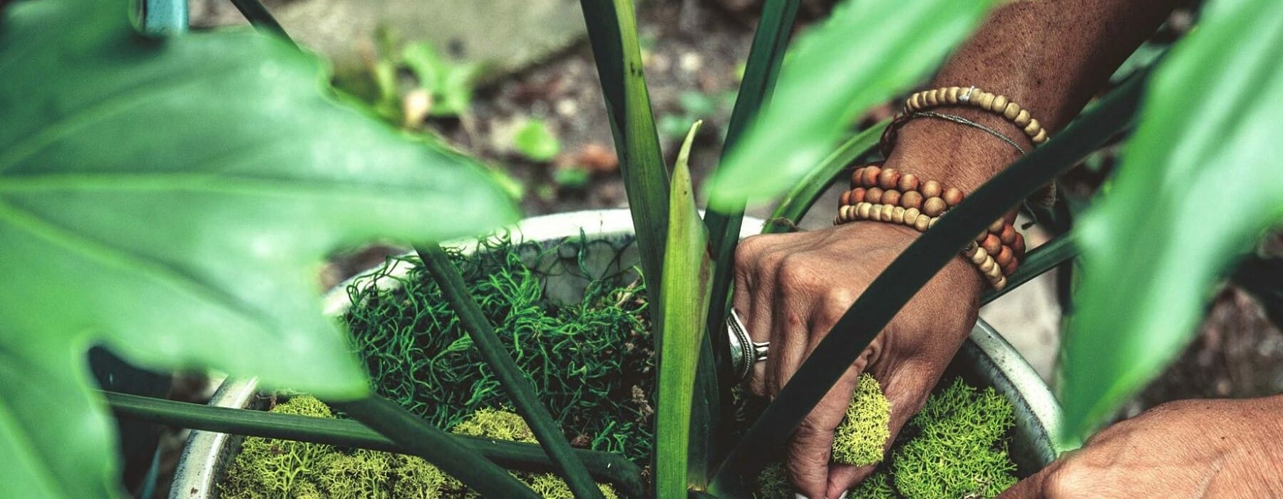 Secrets of a plant stylist - How to style the top of the pot - WOMAN